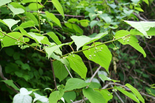 Answering top 6 questions about silvervine – TwinCritters